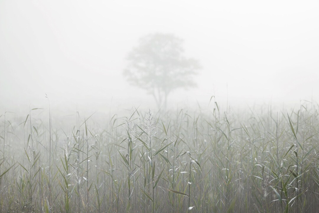 Reeds in the Mist - Fine Art Photography, Landscape, Limited Edition ...