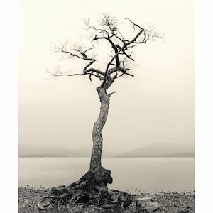 Milarrochy Bay, Lone Tree, Fine Art Paper Print, Unframed, Bespoke Gift ...