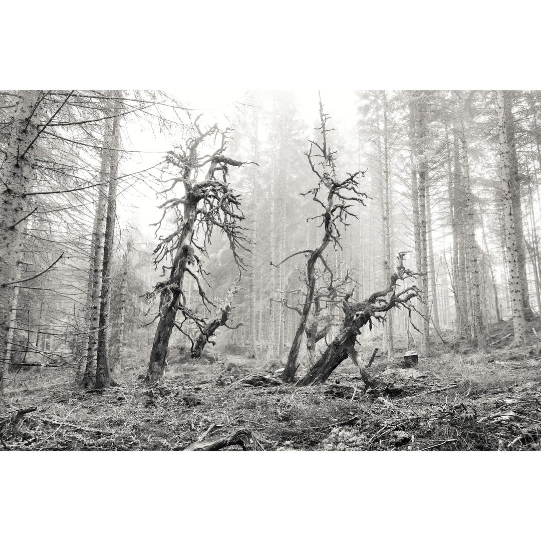 Forest, Ents, Woodland, Wall Art, Fine Art Print, Photo Art, Home Decor ...