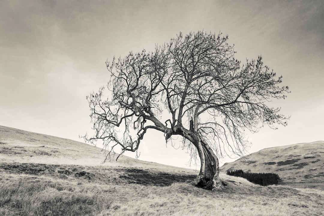 Frandy Tree, Perthshire, Photography, Fine Art Print, Wall Art, Photo ...