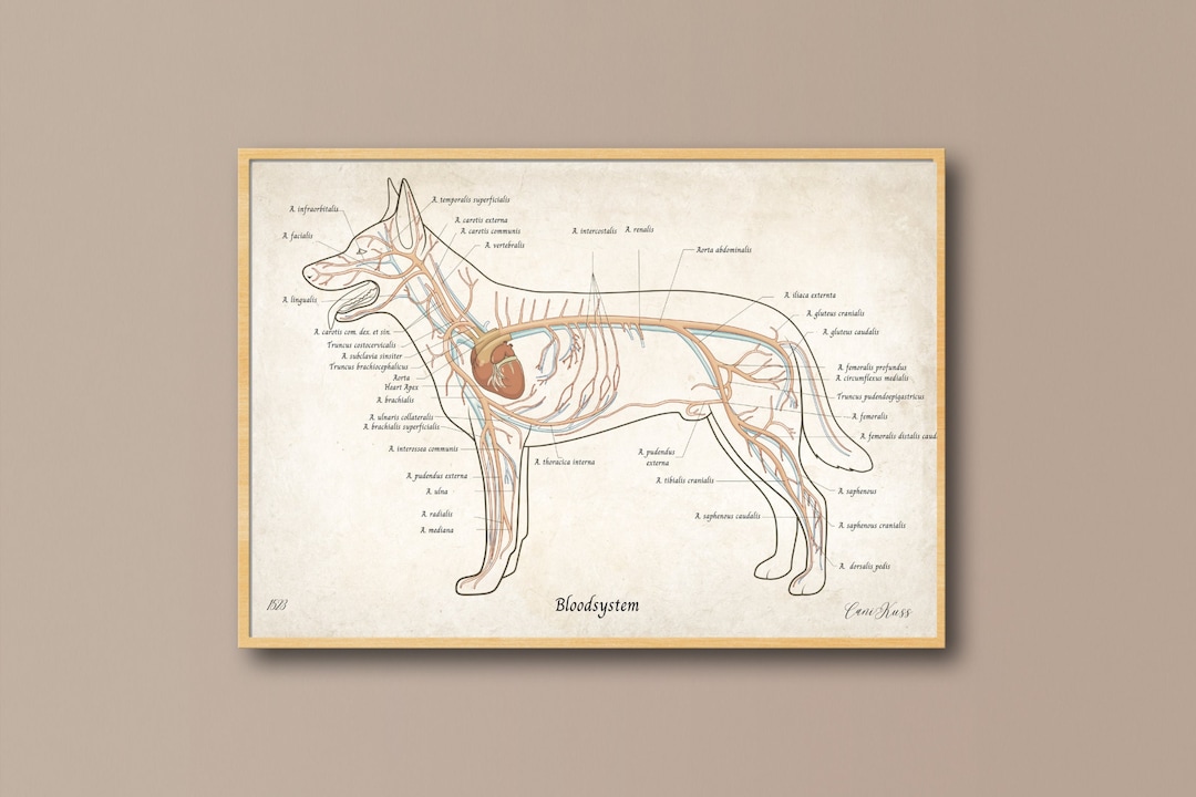 Blood Circulation, Dog, Anatomy, Practice, Animal, Veterinary Medicine ...