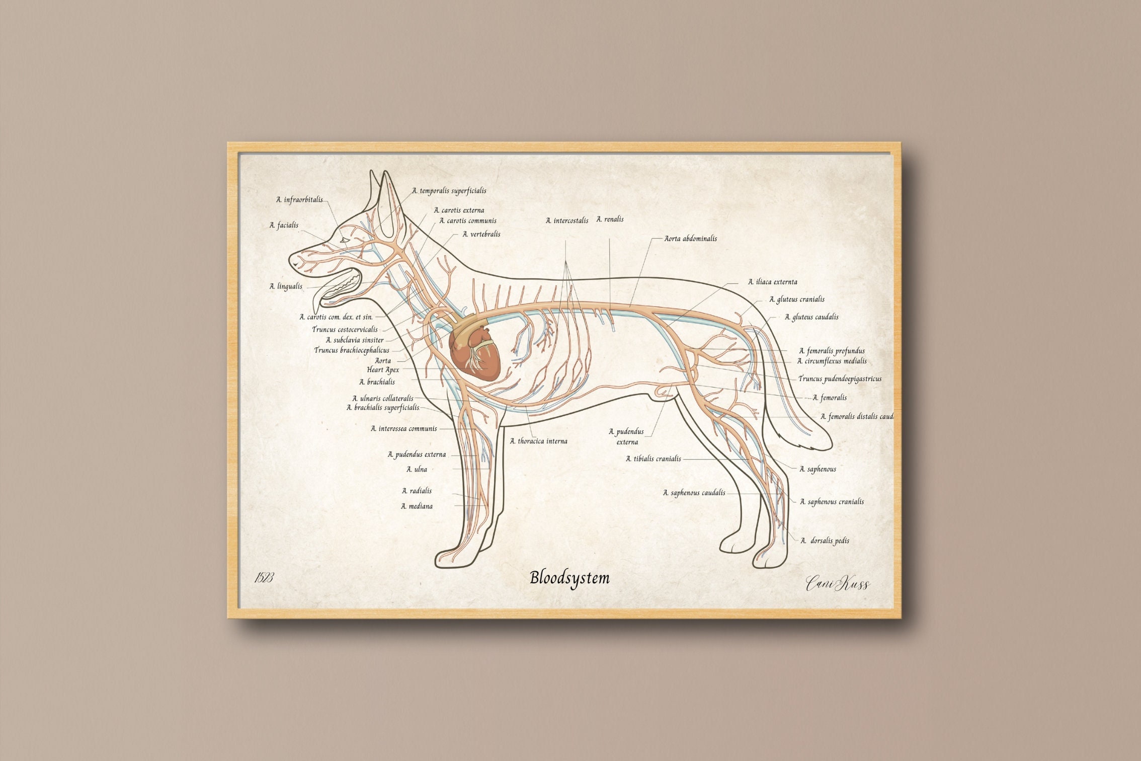 Blood Circulation, Dog, Anatomy, Practice, Animal, Veterinary Medicine ...