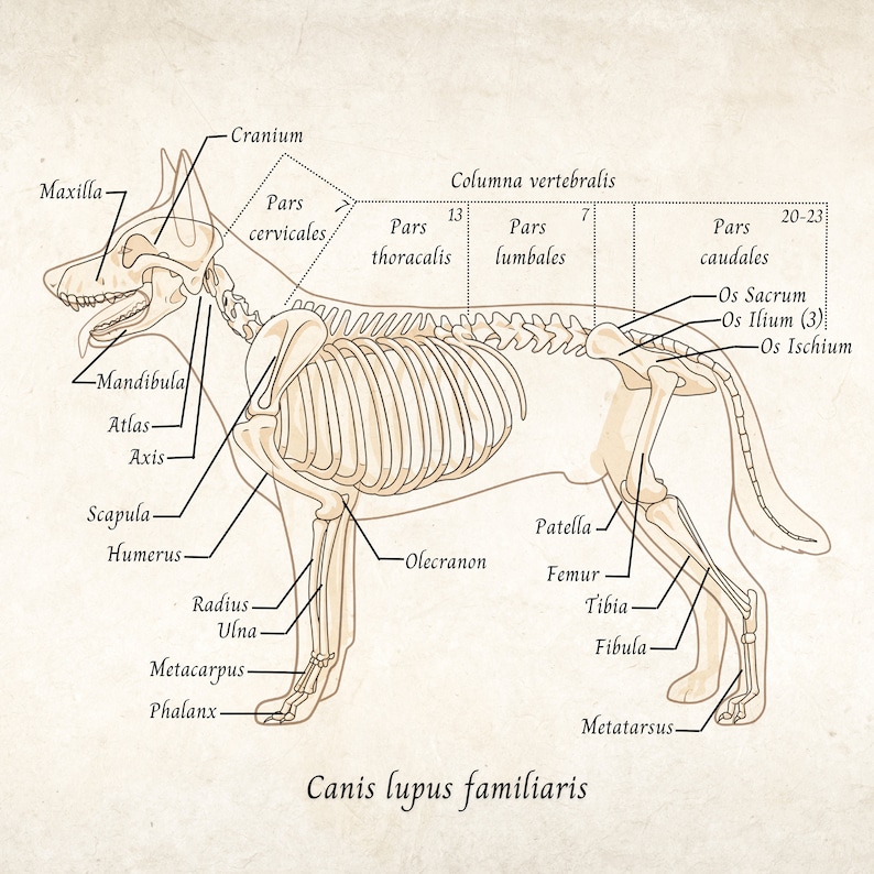 Dog, Anatomy, Bones, Practice, Doctor, Animal, Veterinary Medicine ...