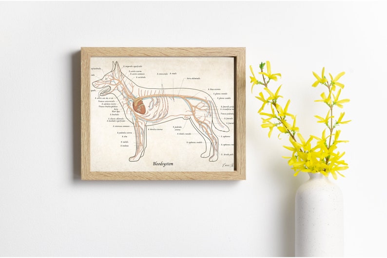 Blood Circulation, Dog, Anatomy, Practice, Animal, Veterinary Medicine ...