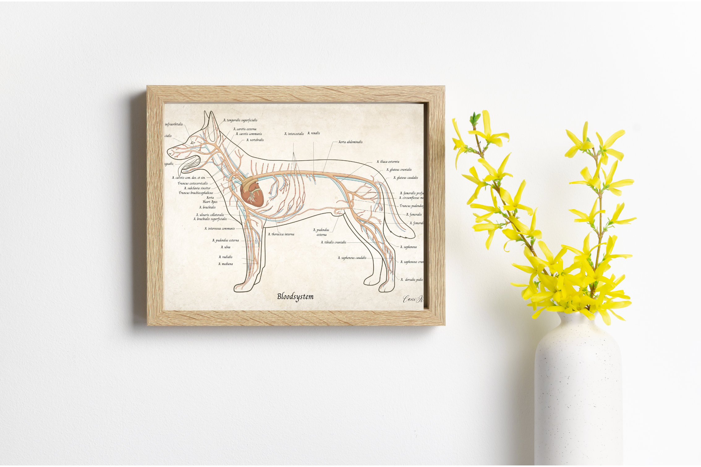 Blood Circulation, Dog, Anatomy, Practice, Animal, Veterinary Medicine ...