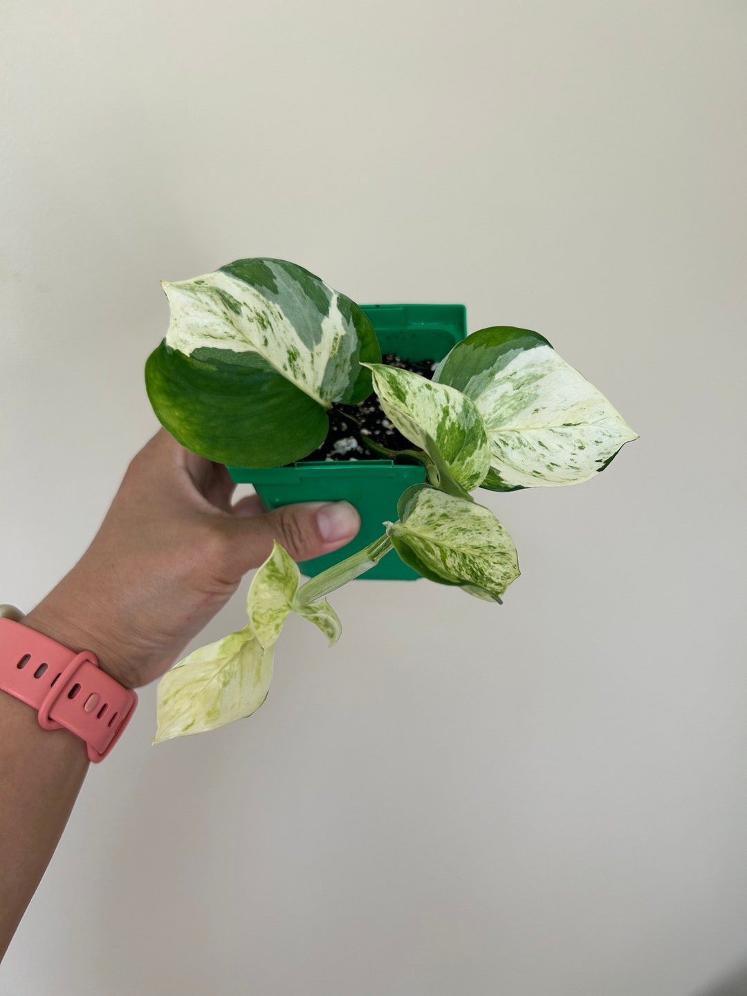 Manjula Pothos - Cutting or Rooted Plant - Etsy