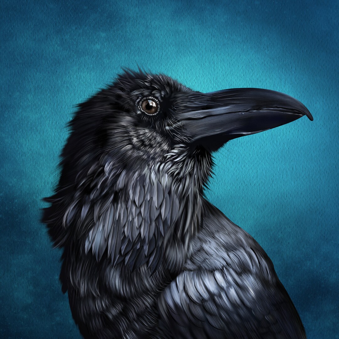 Tower of London Raven Named Poppy, Elegant Black Bird Illustration ...