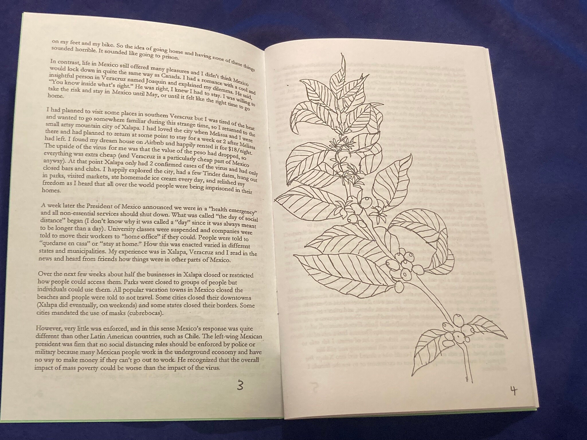 Best Quarantine in the World Zine About Living in Mexico During the ...