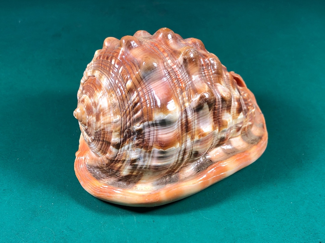 Seashell | Helmet Conch Shell | 4.5" Long | Natural | Beach Decor - Etsy