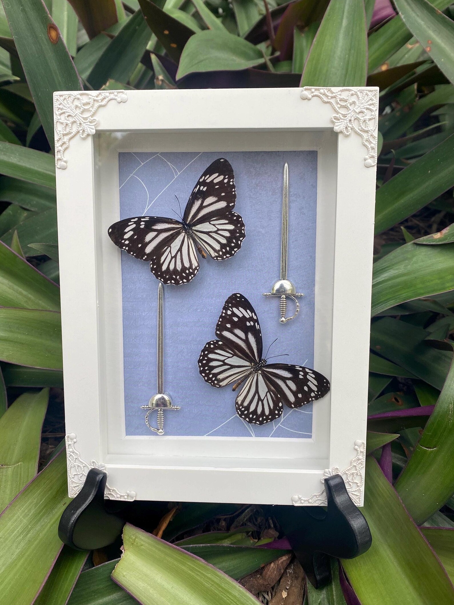 Black Veined Tiger Butterfly With Two Swords - Etsy
