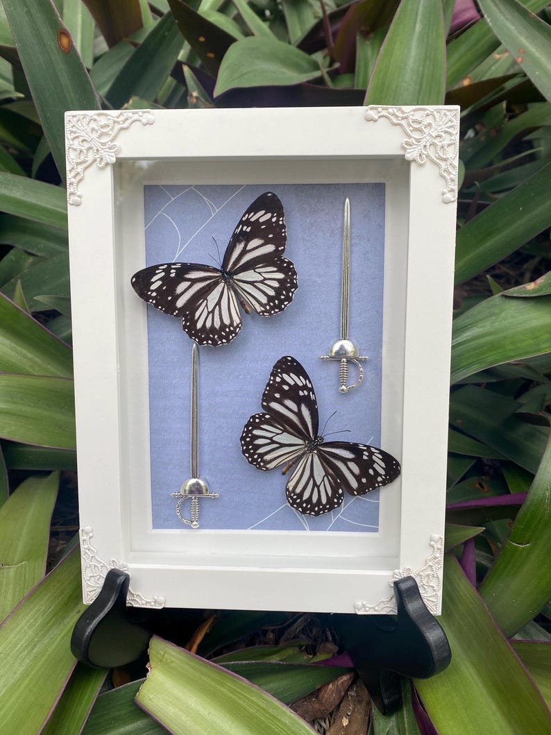Black Veined Tiger Butterfly With Two Swords - Etsy
