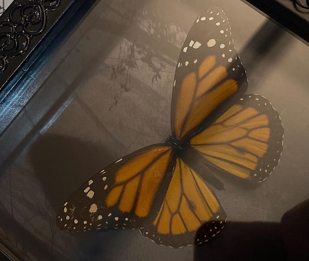 Male Monarch Butterfly in a Gothic Frame - Etsy