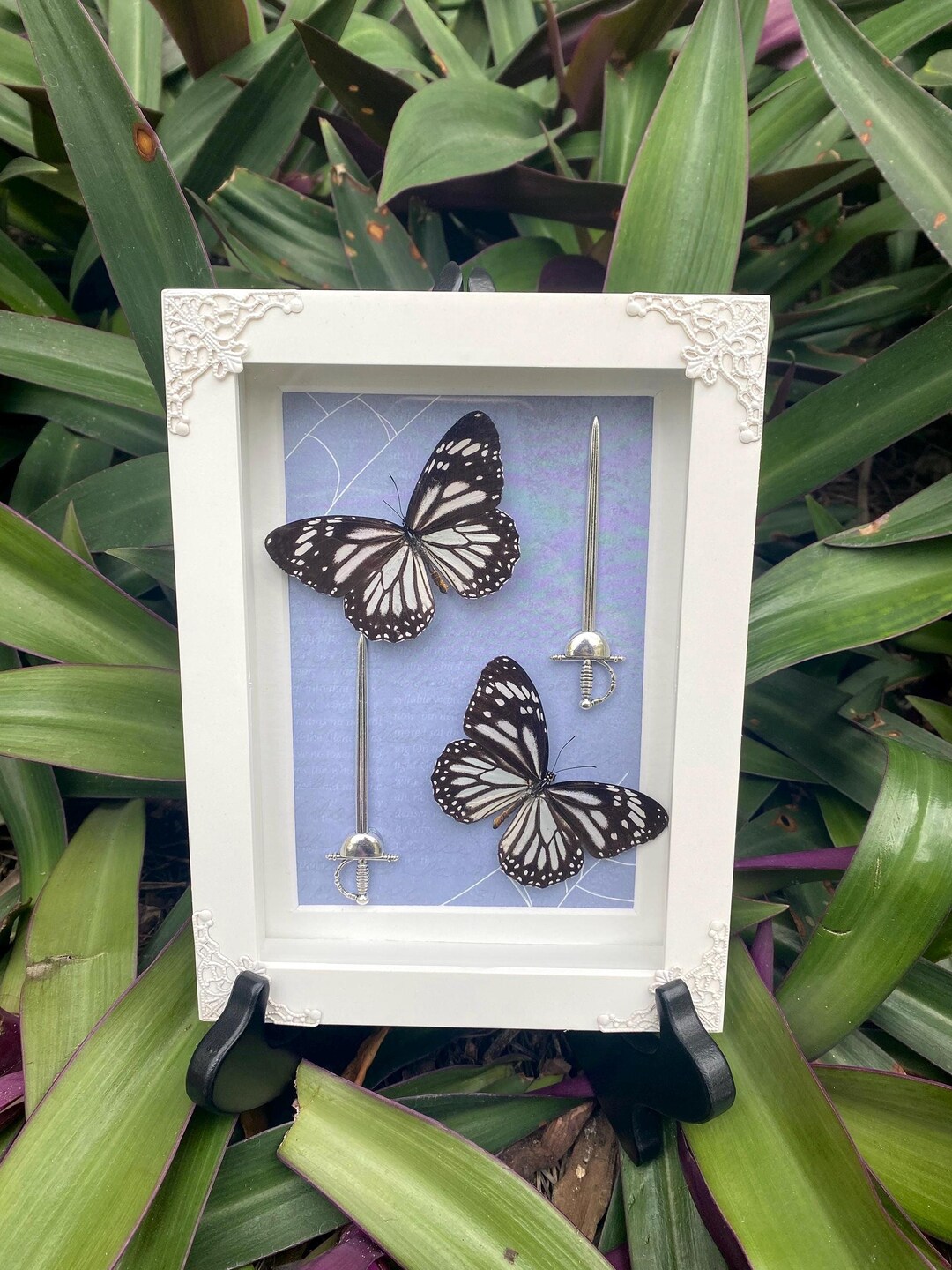 Black Veined Tiger Butterfly With Two Swords - Etsy