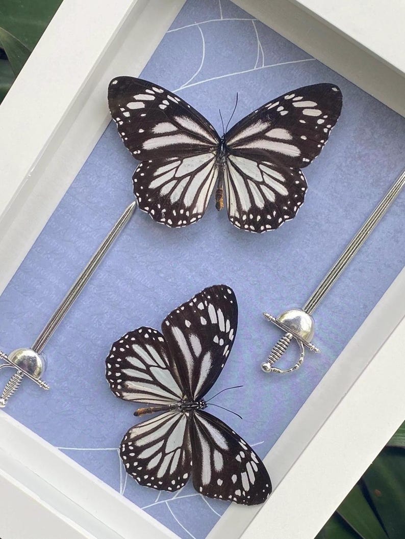 Black Veined Tiger Butterfly With Two Swords - Etsy