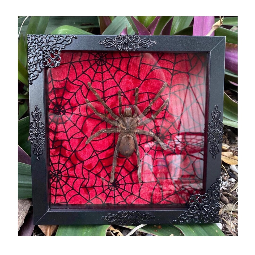 Yellow Java Knee Tarantula in Gothic Frame - Etsy