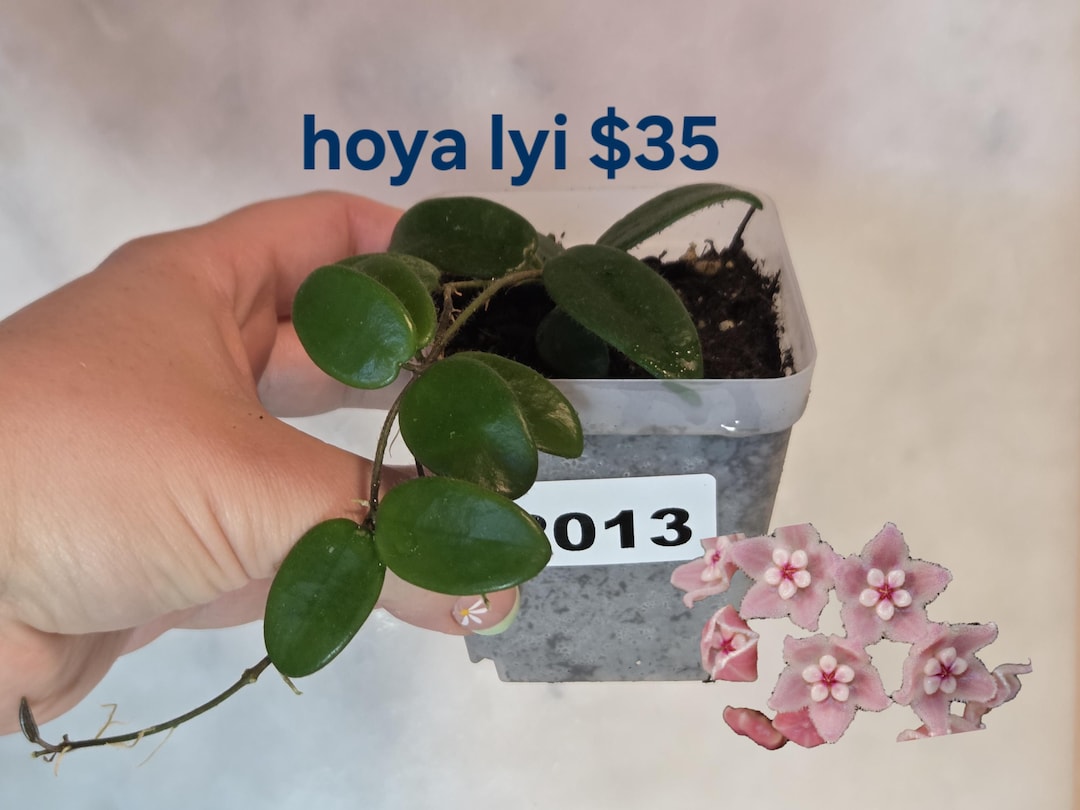 Hoya Lyi Imrootingforu Exact Plant - Etsy Canada