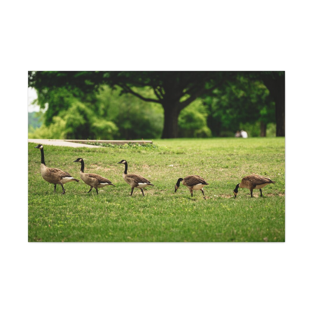 The Evolution of Geese Canvas - Etsy