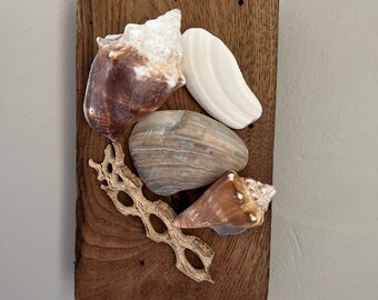 Seashells Seashell Art Ocean Art Beach Shells Florida - Etsy