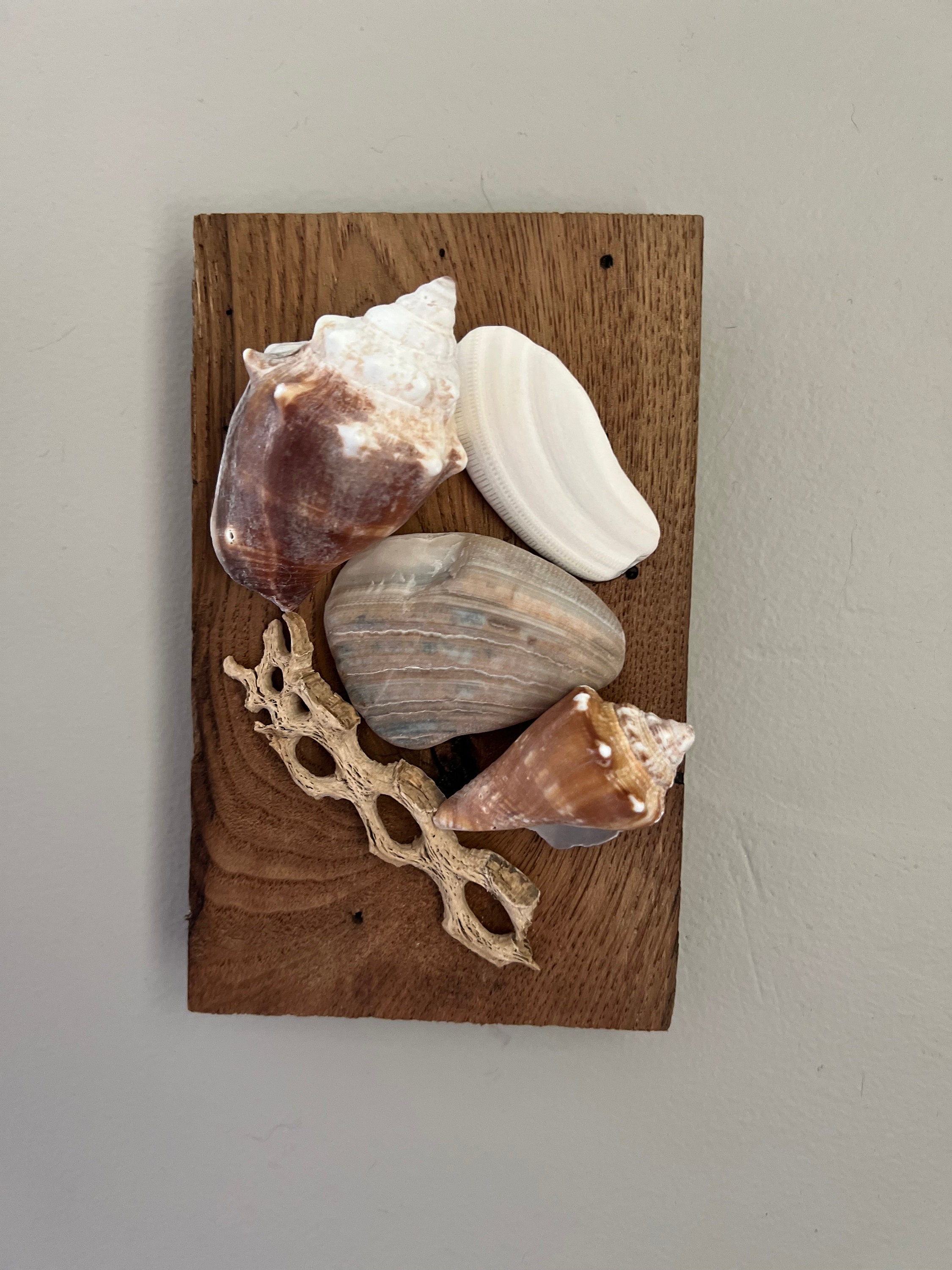 Seashells, Seashell Art, Hand-picked, Ocean Art, Beach Shells, OBX ...