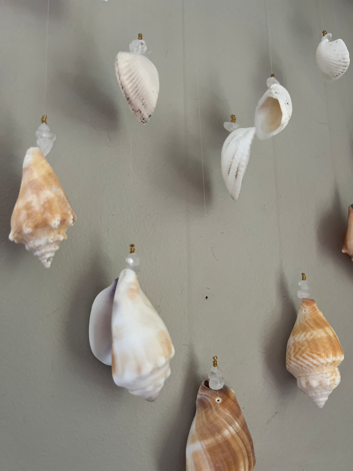 Seashells, Seashell Art, Ocean Art, Beach Shells, Florida Island Shells ...