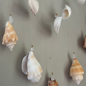 Seashells, Seashell Art, Ocean Art, Beach Shells, Florida Island Shells ...