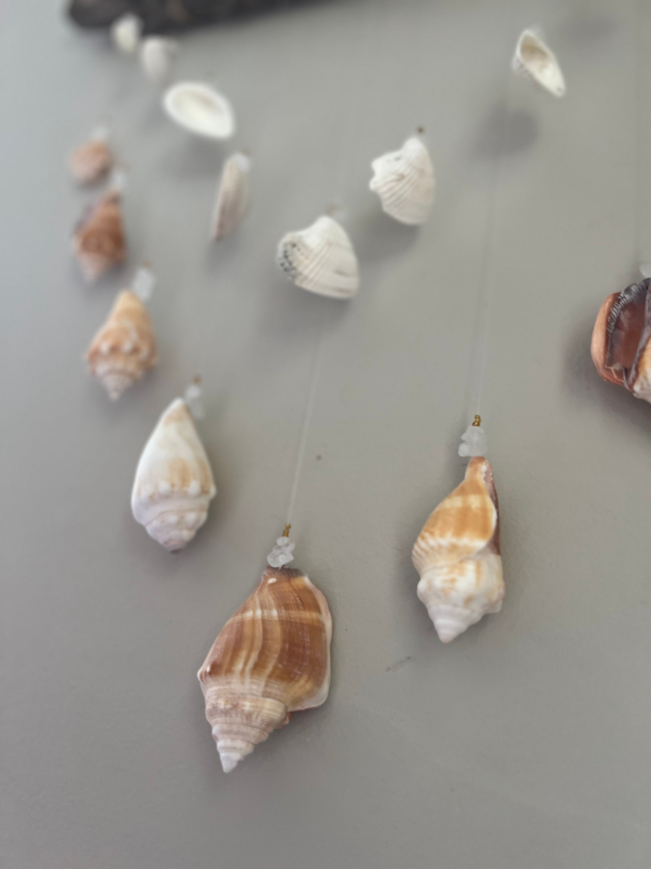 Seashells, Seashell Art, Ocean Art, Beach Shells, Florida Island Shells ...