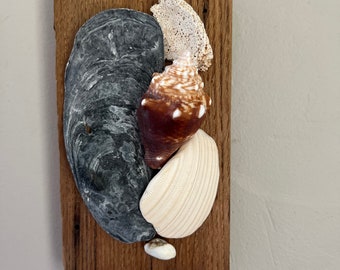 Seashells Seashell Art Ocean Art Beach Shells Florida - Etsy