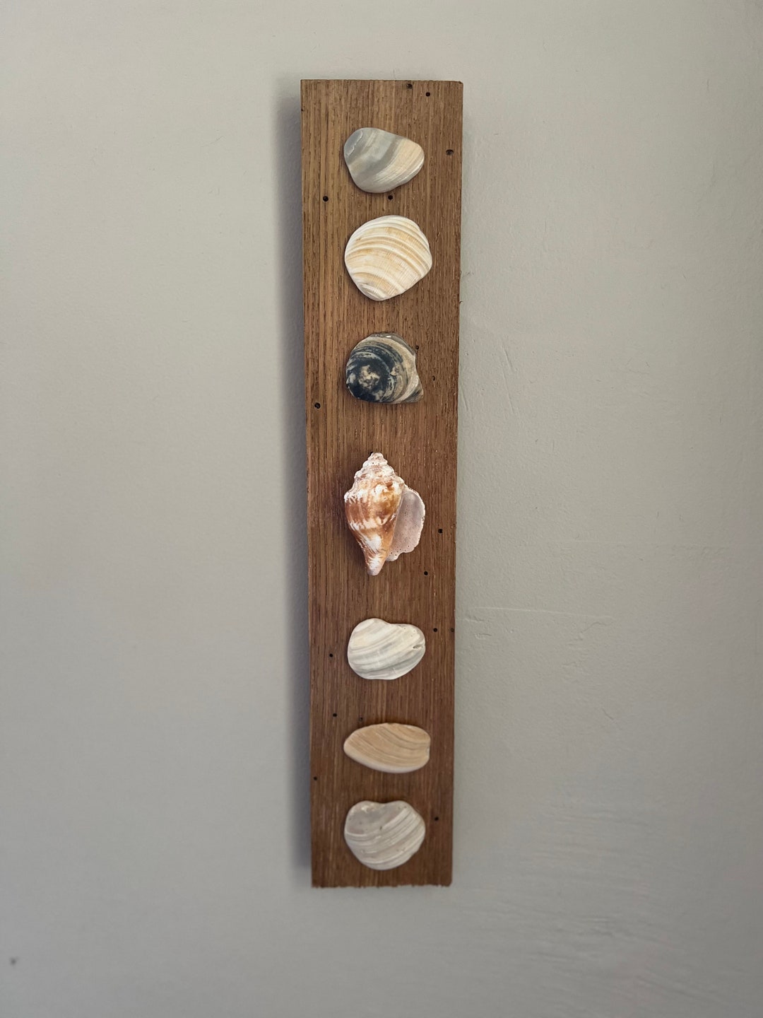 Seashells, Seashell Art, Hand-picked, Ocean Art, Beach Shells, OBX ...