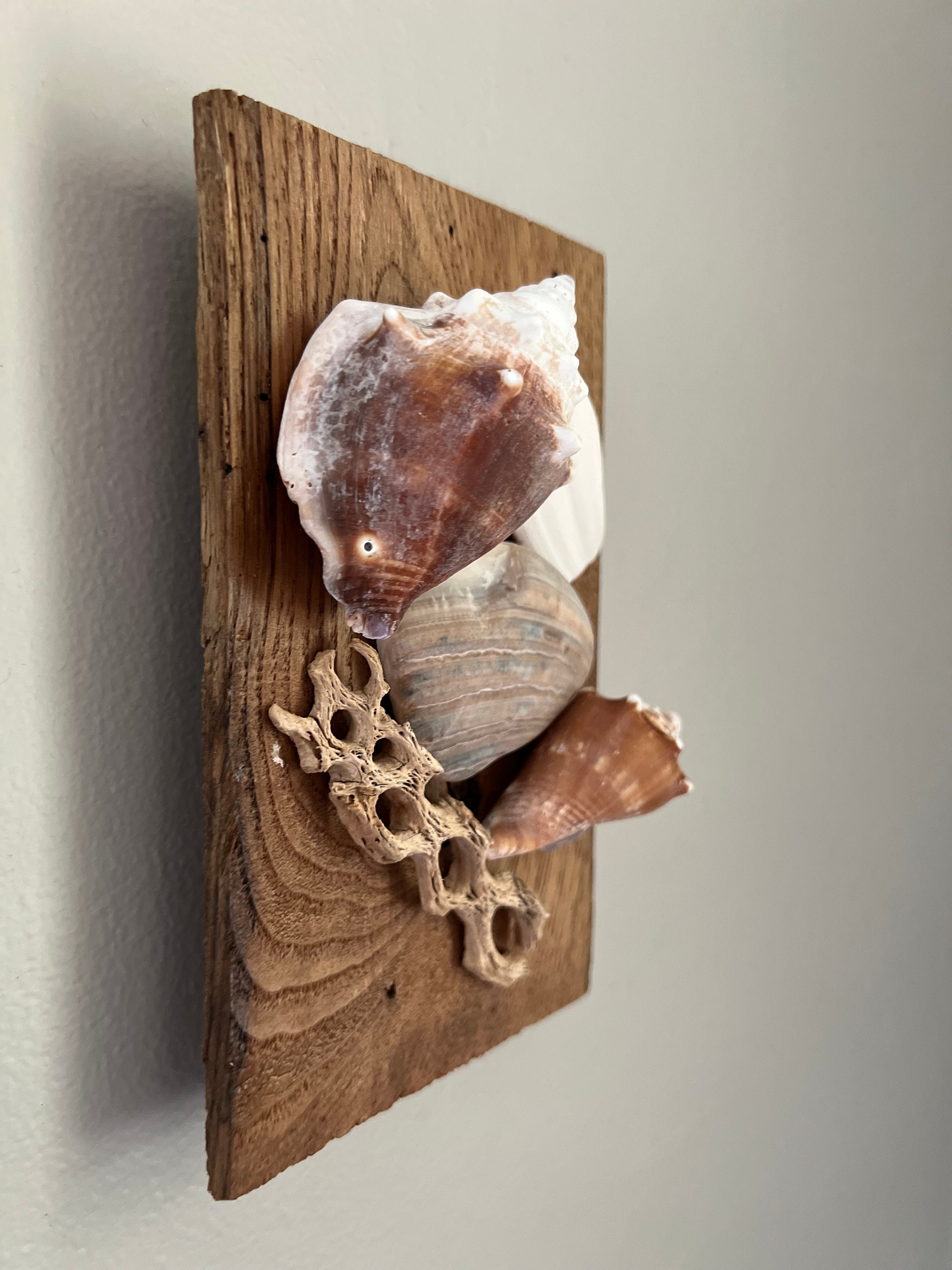 Seashells, Seashell Art, Hand-picked, Ocean Art, Beach Shells, OBX ...