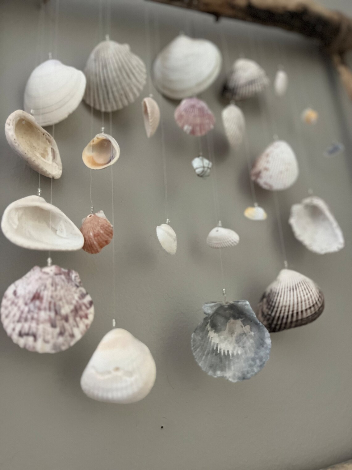 Seashells, Seashell Art, Ocean Art, Beach Shells, Florida Island Shells ...