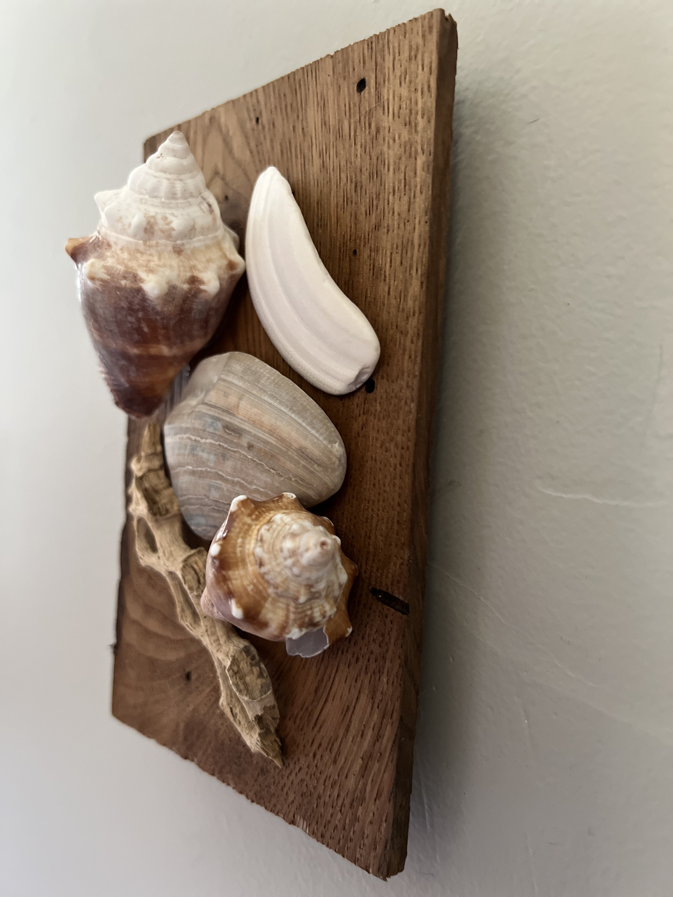 Seashells, Seashell Art, Hand-picked, Ocean Art, Beach Shells, OBX ...