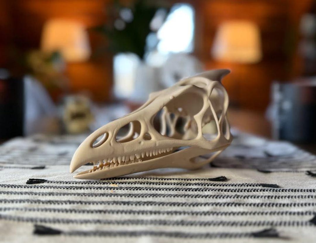 Pterodactyl Skull Fossil | 3d Printed Replica Skull | Dinosaur Fossil ...