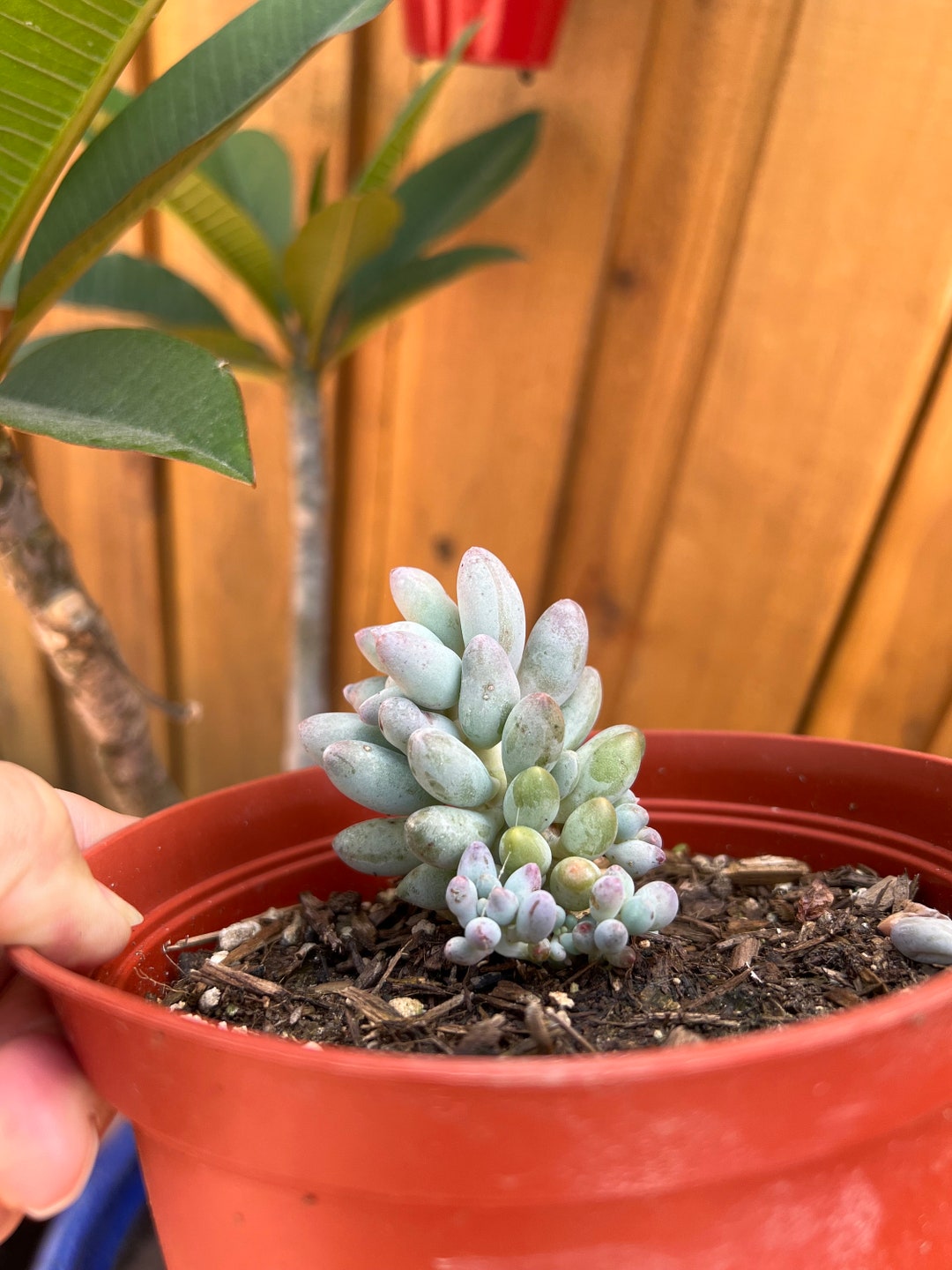 Pachyphytum Also Known as Baby Fingers, Rare Succulent, Drought ...
