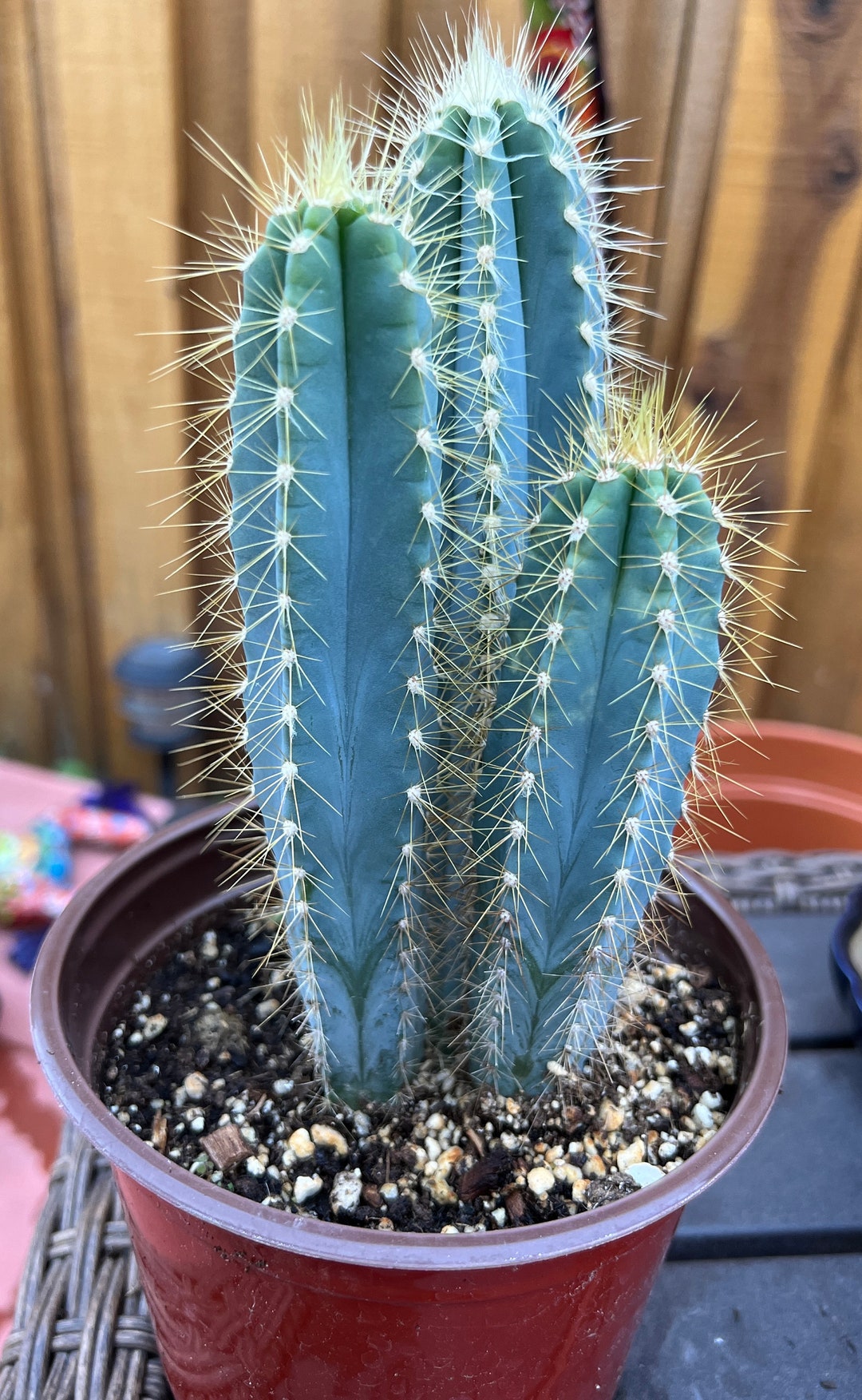 6 Pot, Blue Torch Cactus, 3 Columnstrio, Also Known as Pilosocereus ...