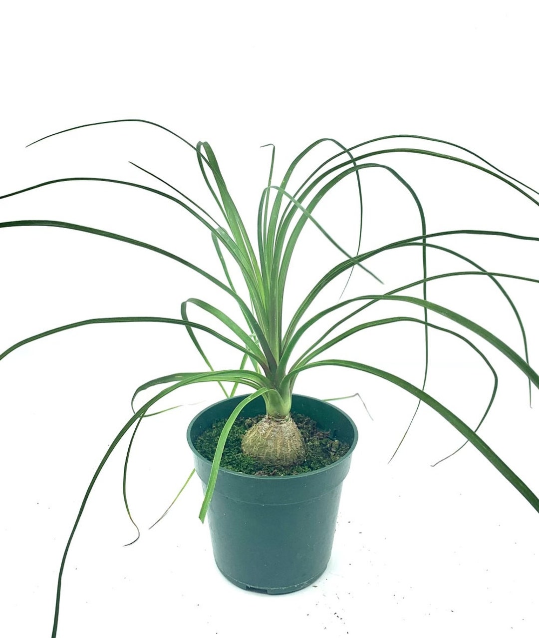 Ponytail Palm Plant, Also Known as Bottle Palm, Elephant Foot Tree, 4 ...
