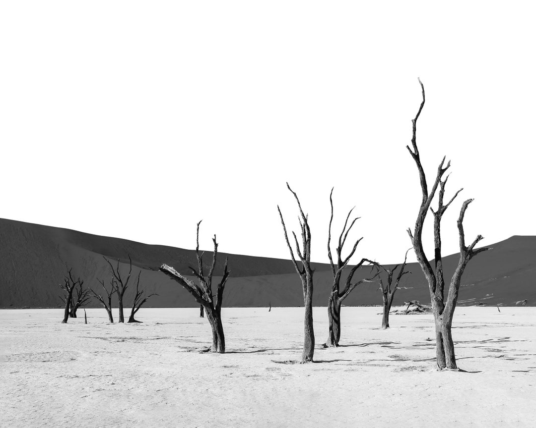 Namibia, Deadvlei, Sossusvlei, Black and White Photo, Quality Matte ...