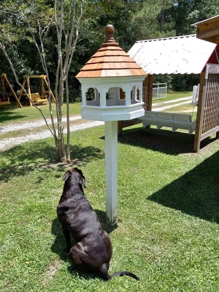 Gazebo Bird Feeder Plan - Platform Bird Feeder Design Comes With FREE ...