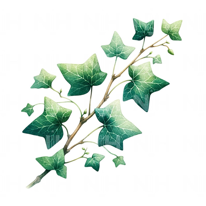 Watercolor Ivy Clipart 5pcs PNG Digital Download Card Making, Digital ...
