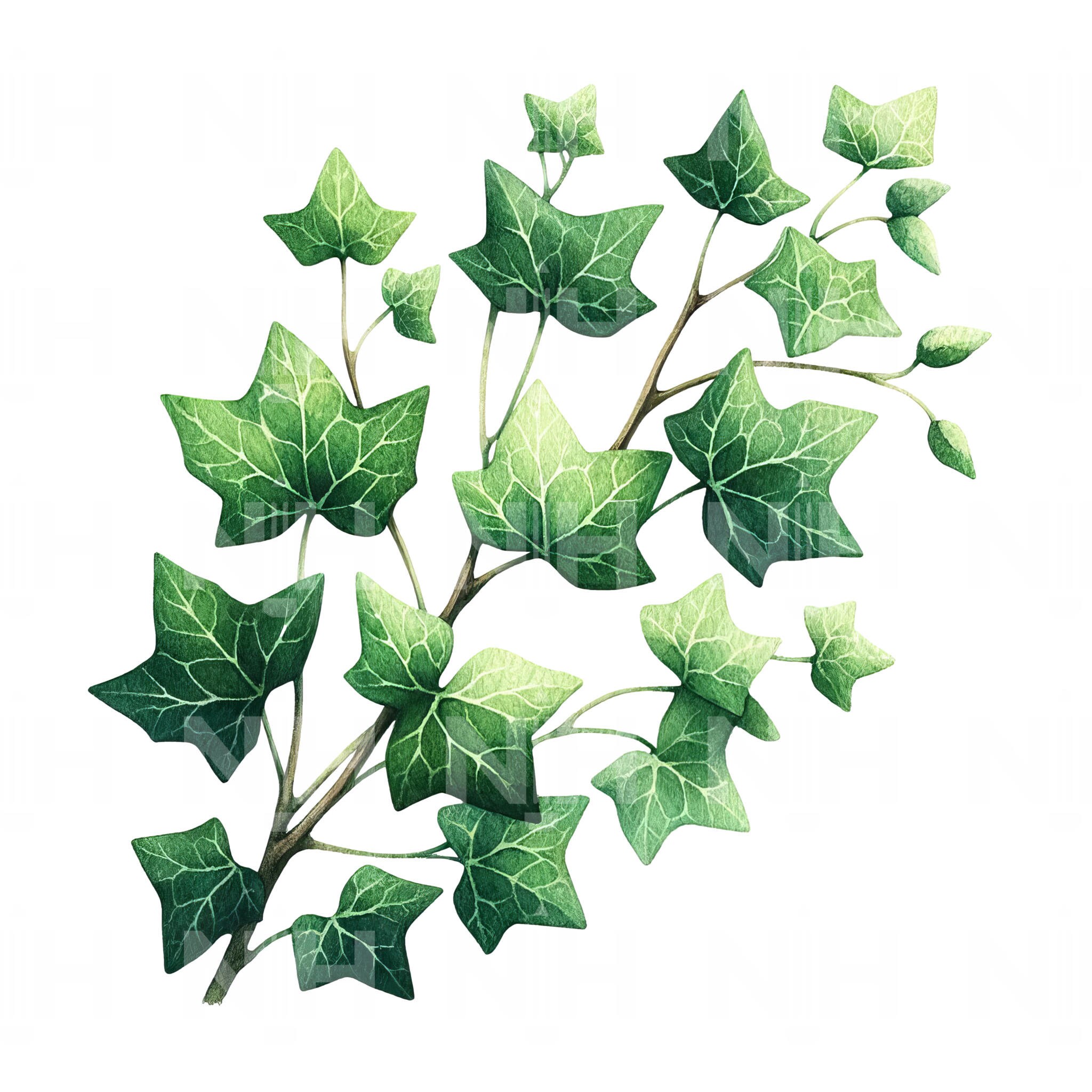Watercolor Ivy Clipart 5pcs PNG Digital Download Card Making, Digital ...
