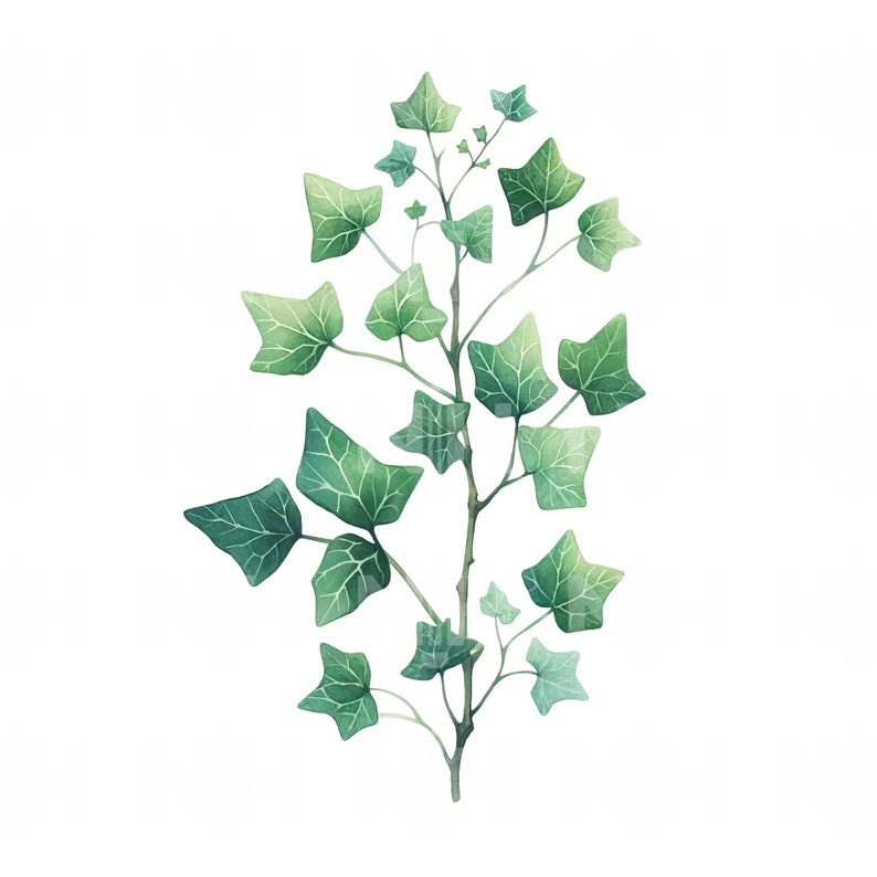 Watercolor Ivy Clipart 5pcs PNG Digital Download Card Making, Digital ...