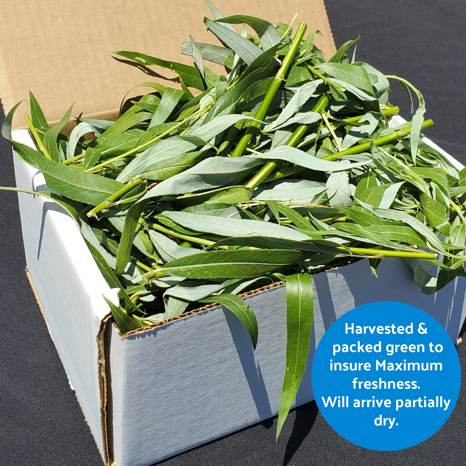 Dried Willow Leaves and Sticks for Bunny Rabbit, Guinea Pig, Chinchilla ...