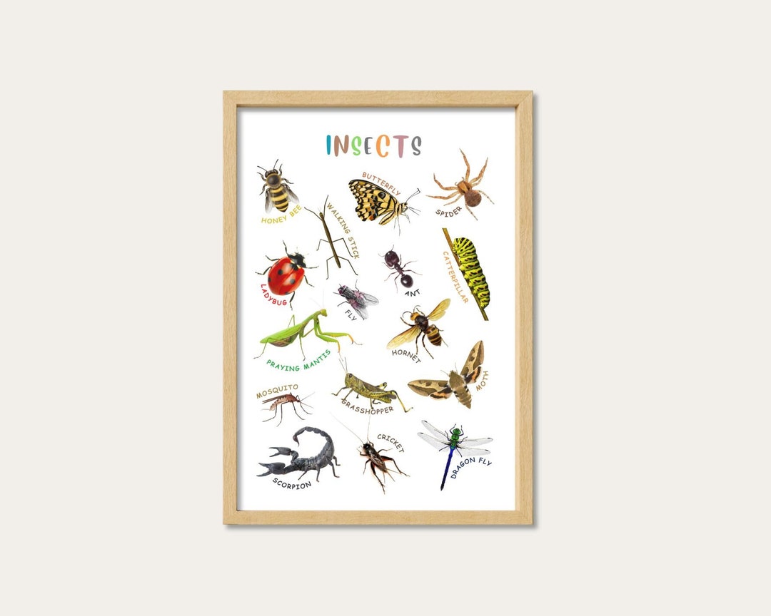 Insect Educational Posters, Toddler Classroom Decor Posters, Colorful ...