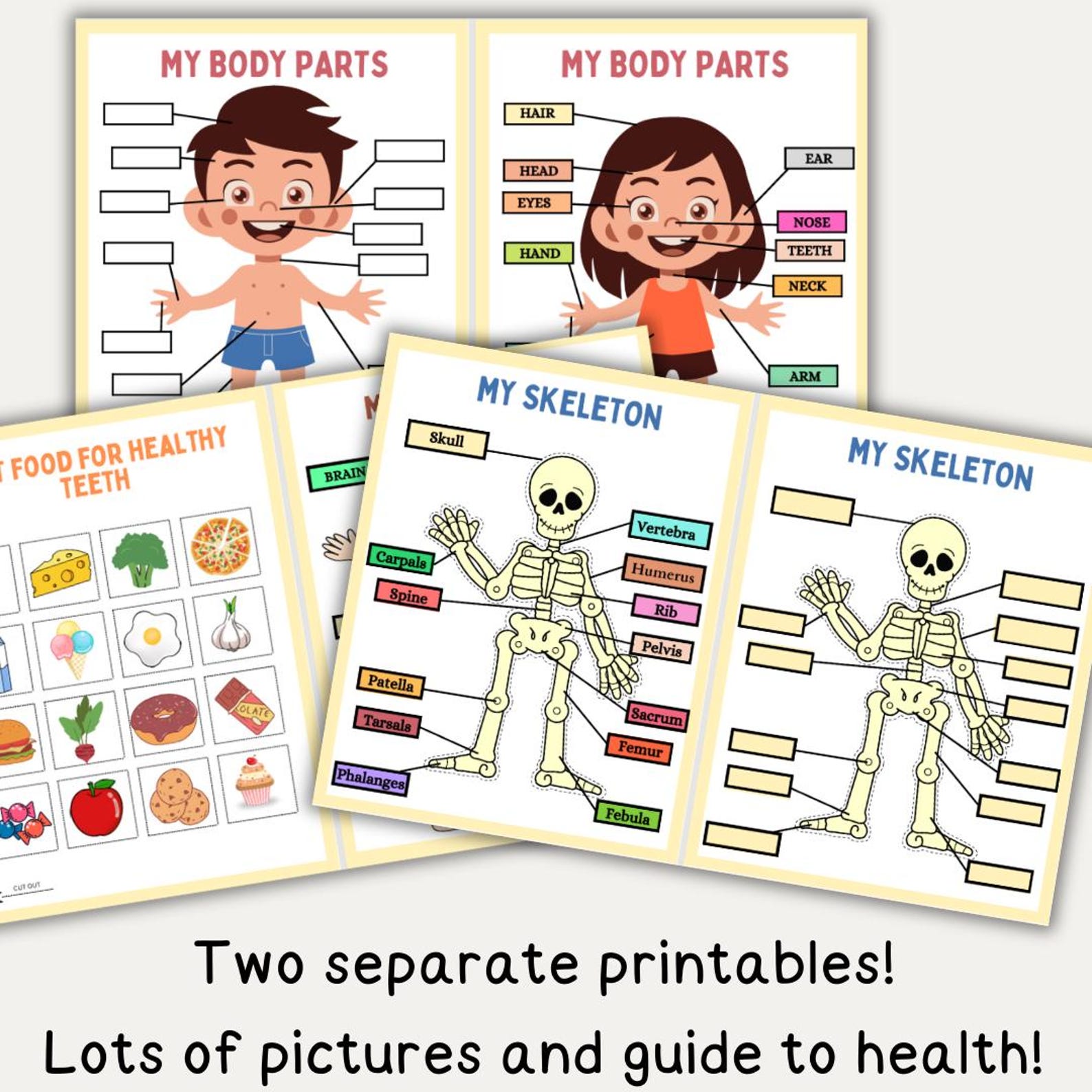 Human Body Busy Book | Anatomy Worksheets for Kids | Anatomy Learning ...