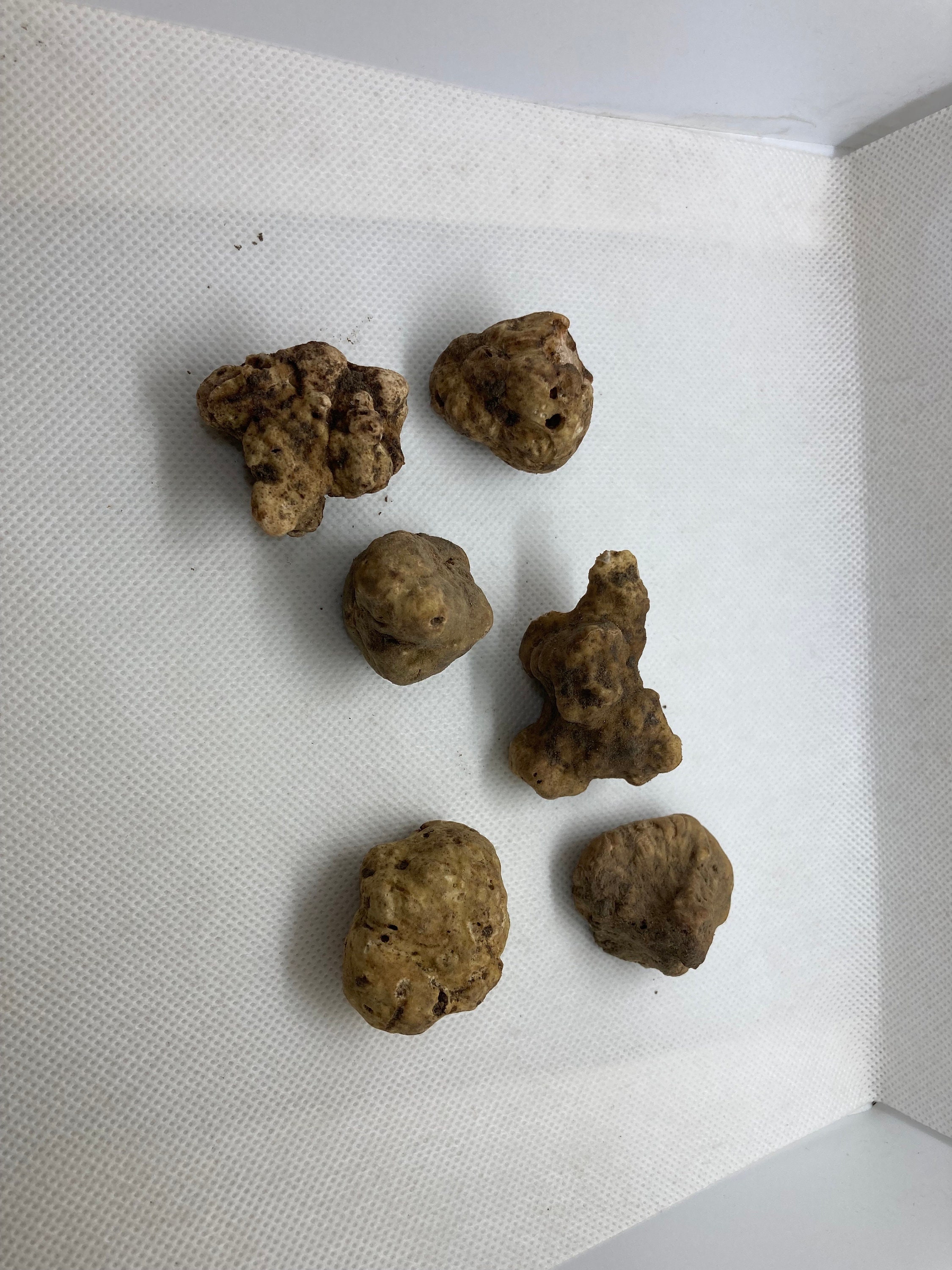 Fresh Small White Alba Truffles tuber Magnatum Pico - Etsy