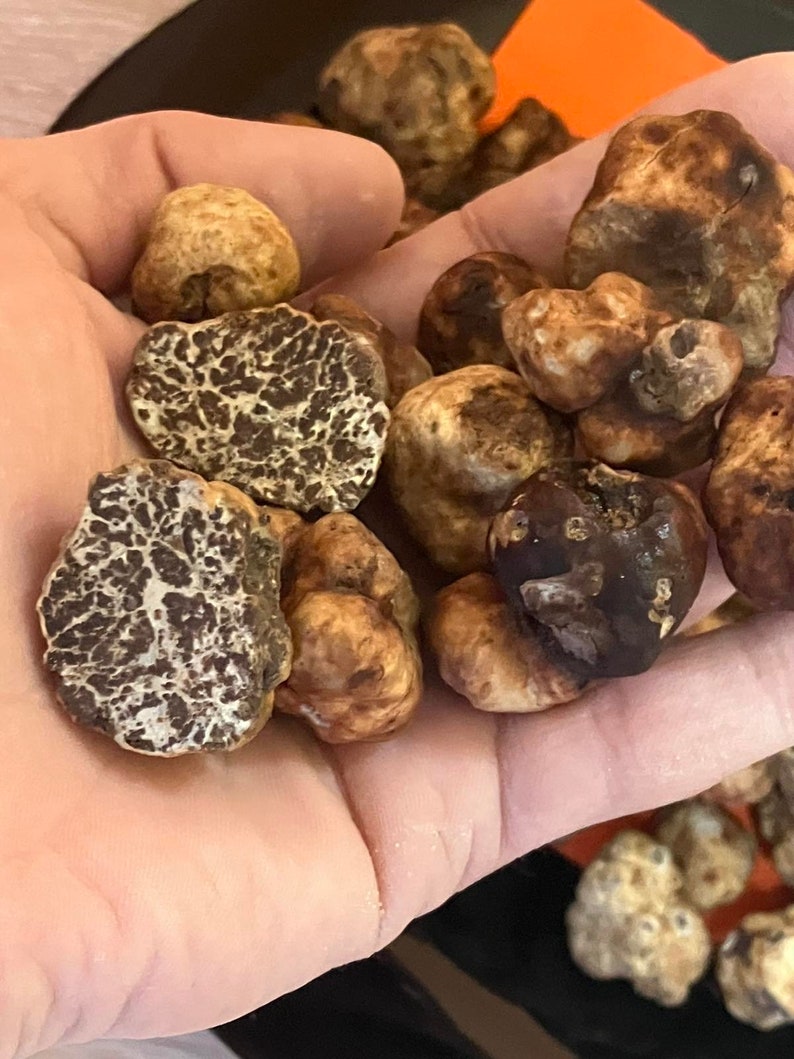 White Spring Truffles Tuber Borchii, Bianchetto - Etsy