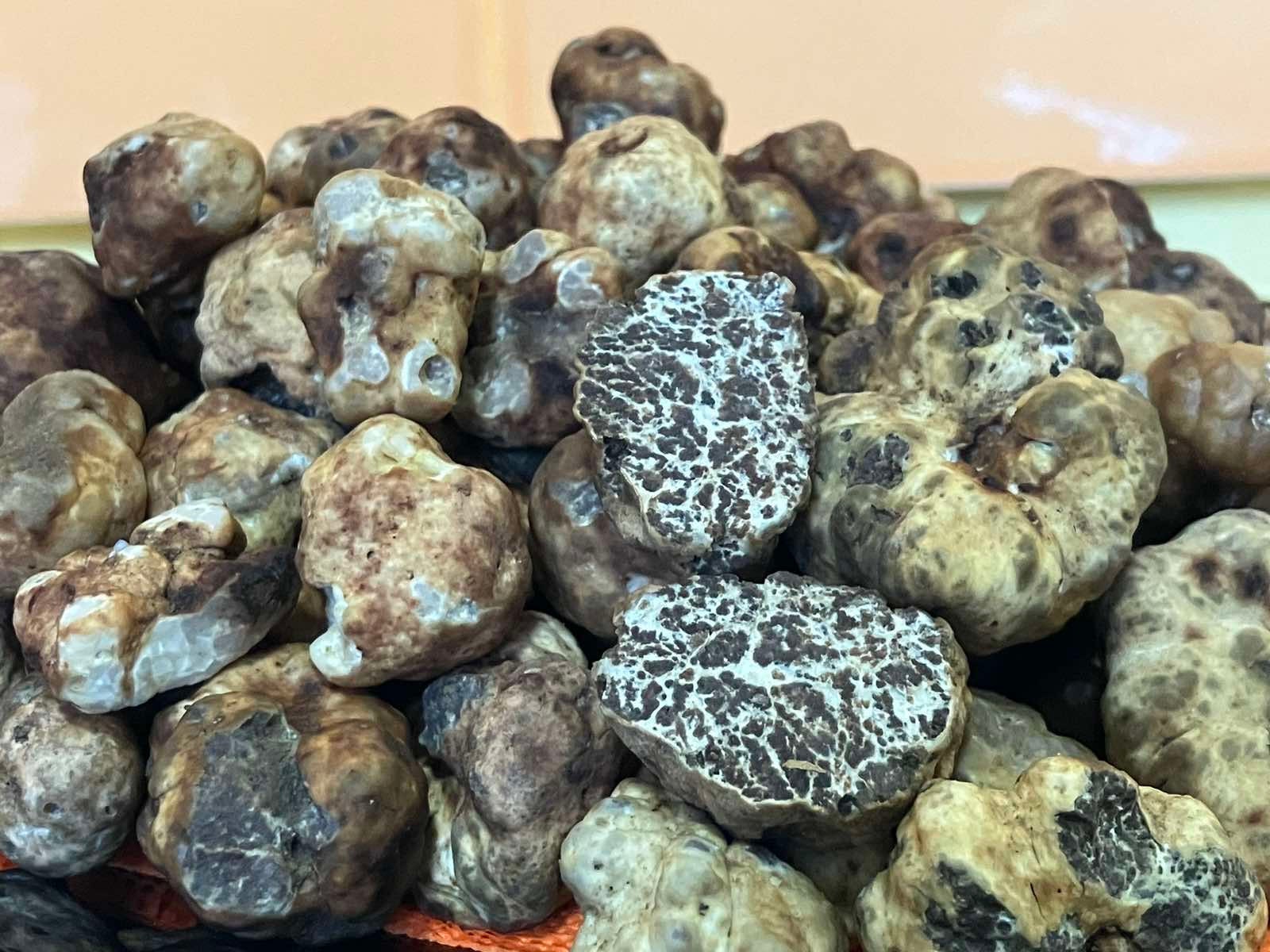 White Spring Truffles Tuber Borchii, Bianchetto - Etsy