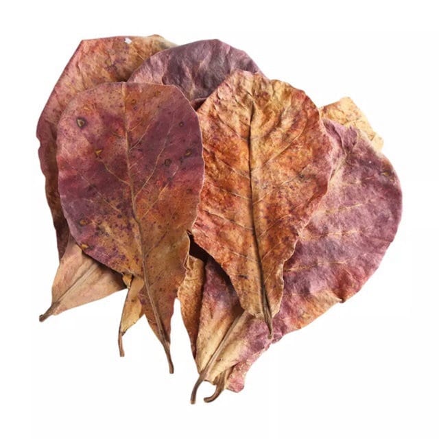 Terminalia Catappa Dry Leaves - Etsy