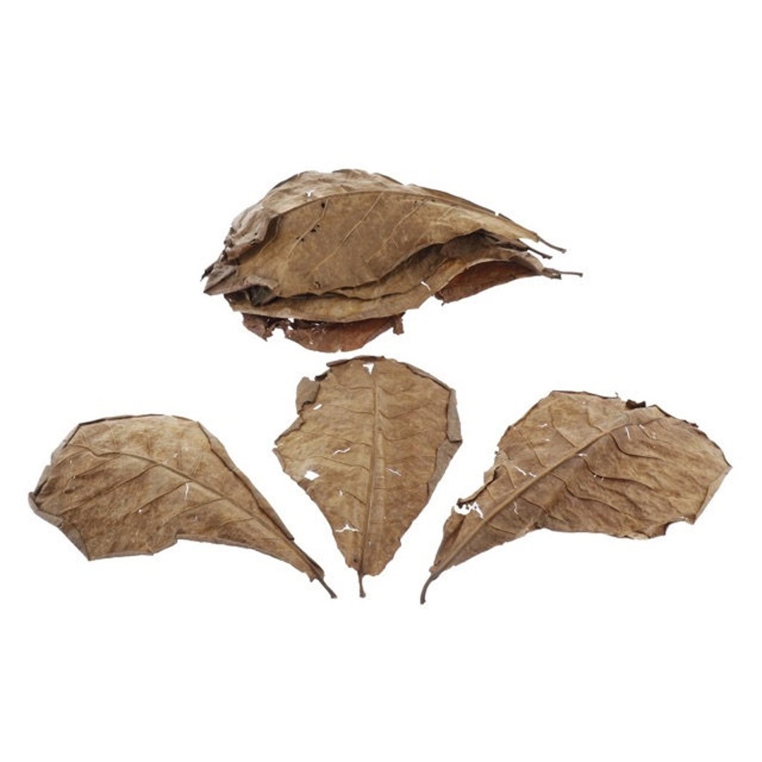 Terminalia Catappa Dry Leaves - Etsy
