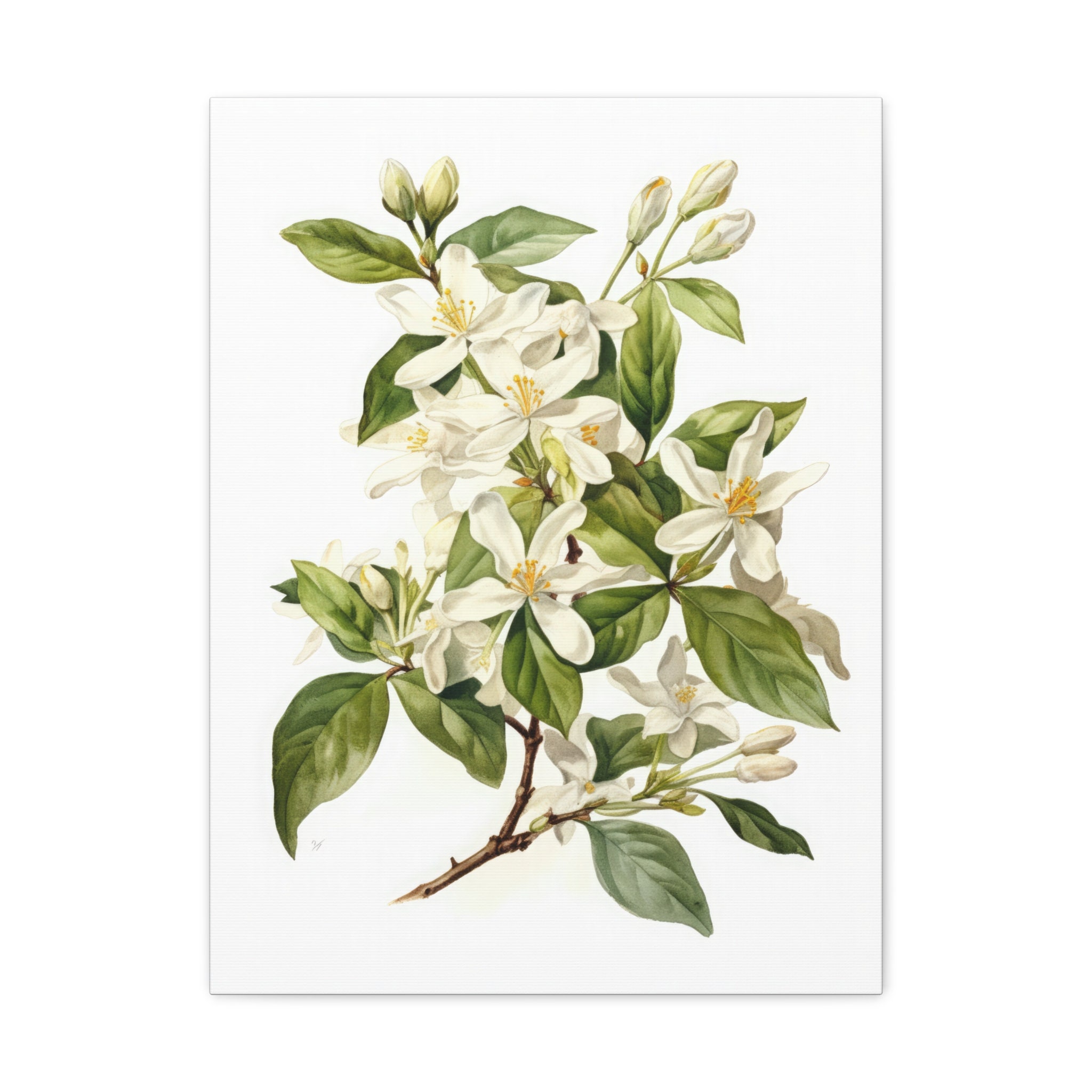 Jasmine Flower Canvas Art Print, Flower Painting, Flower Décor, Floral ...