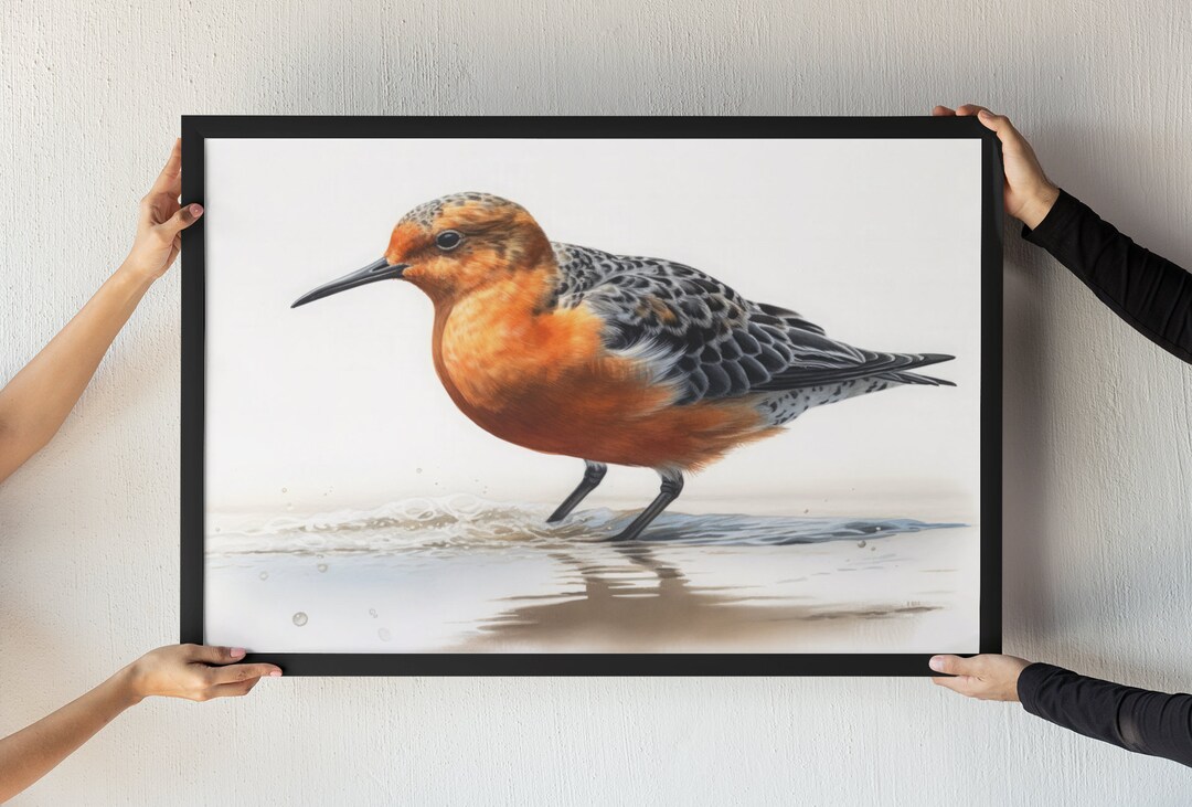Red Knot Bird Art Print, Bird Painting, Bird Wall Art, Bird Watercolor ...